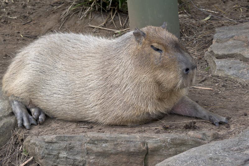 Capybara side view stock photo. Image of furry, animal - 130504718