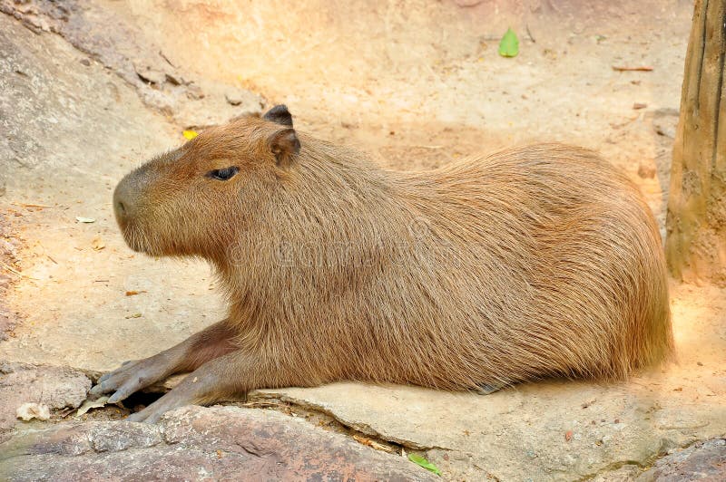 Capybara stock image. Image of colombia, animal, america - 32700981