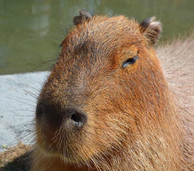Capybara, The Largest Rodent In The World Stock Image - Image of ...