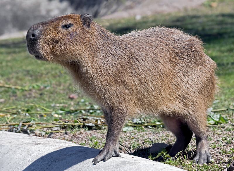 Coati Animals Fauna Exotic Yucatan Tropical Mexico Stock Photo - Image ...