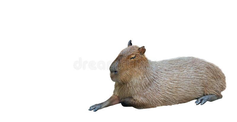 Capybara Lie Down on White Background Stock Image - Image of natural ...