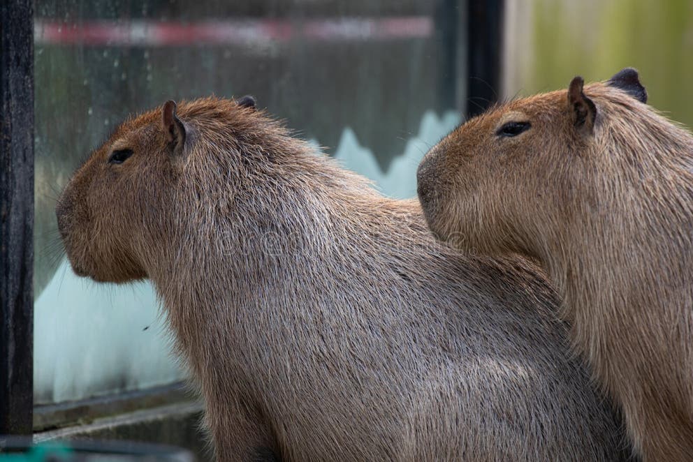 Funny pose of Capybara stock photo. Image of animal - 232854830
