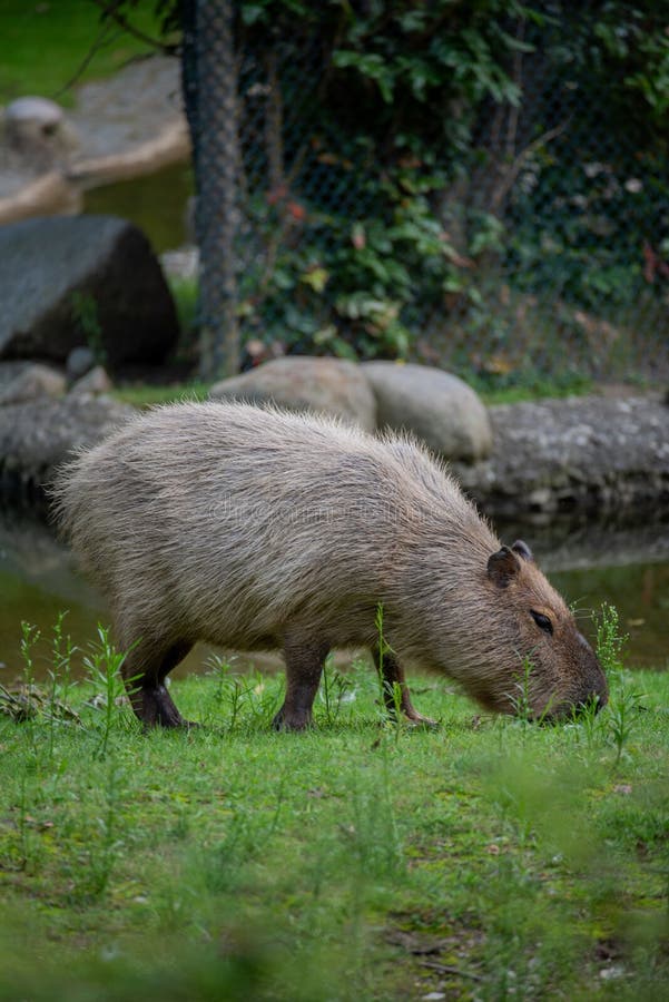 Capybara Looking for Food in the Grass Stock Image - Image of bovine ...
