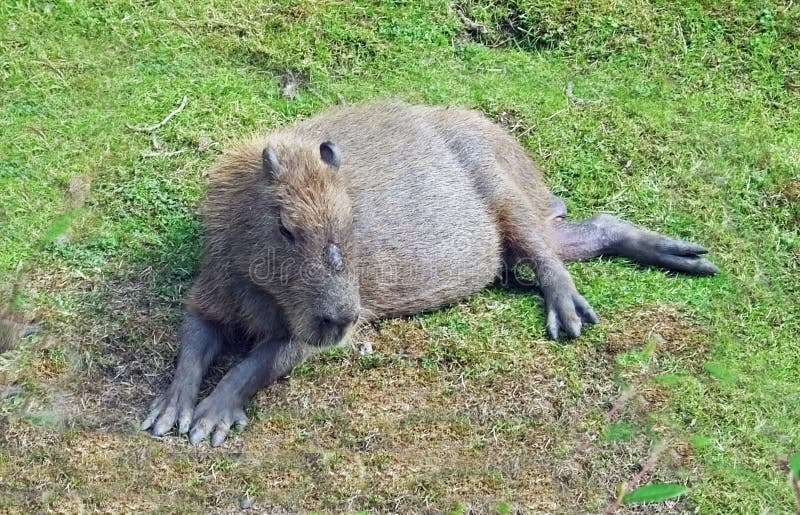 Capybara Lying in Belfast Zoo Northern Ireland Editorial Stock Photo ...