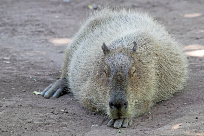 Resting Capybara With Cattle Tyrant On Back Stock Photo - Image of ...