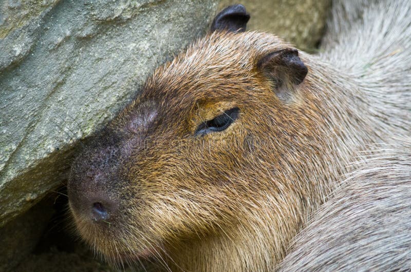 Capybara Images - Download 2,806 Royalty Free Photos - Page 3