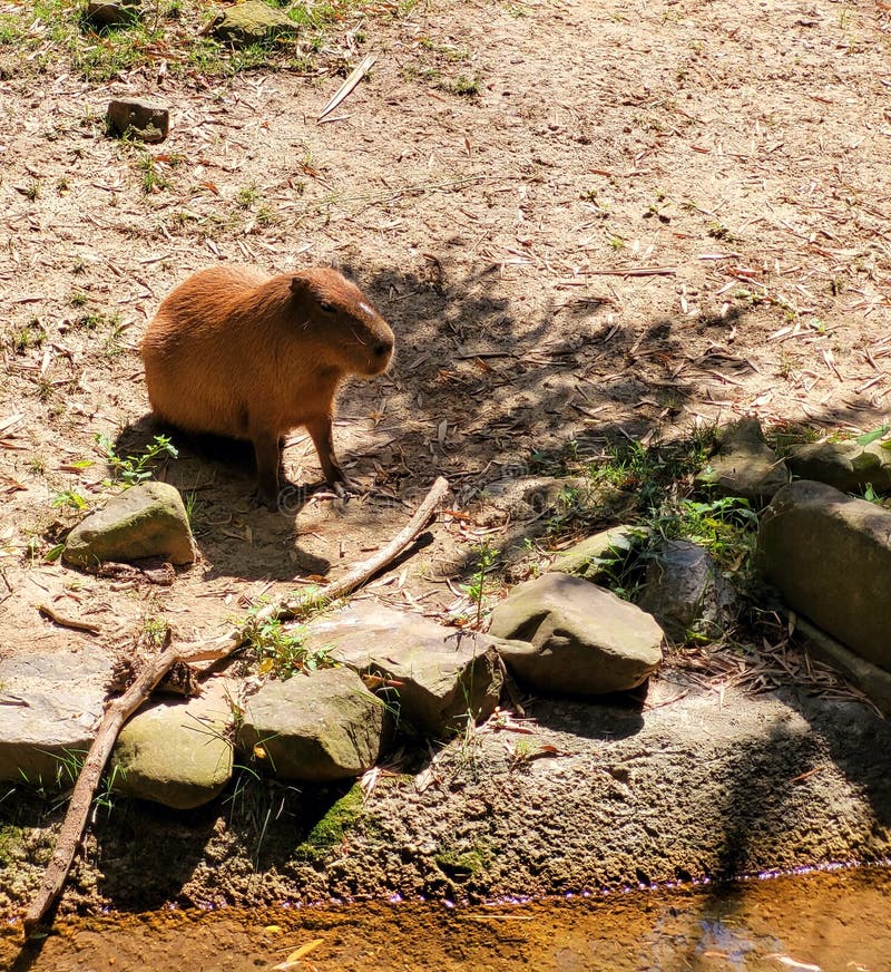 Capybara in Memphis zoo editorial photography. Image of branch - 262408357