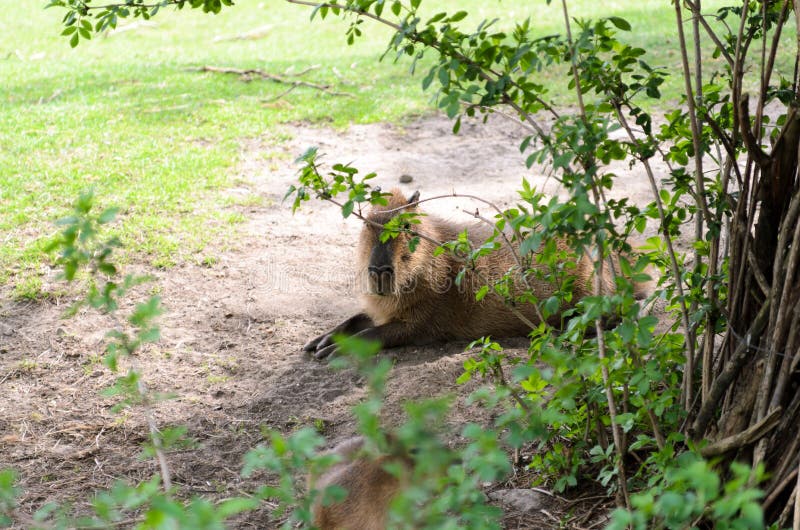 Capybara in the Middle of Trees on a Sunny Day Stock Photo - Image of ...
