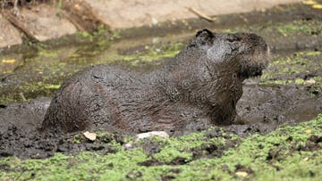 Capybara in mud stock photo. Image of animal, rodent - 123379138