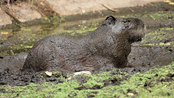 Capybara in mud stock photo. Image of animal, rodent - 123379138