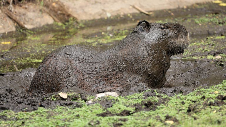 Capybara in mud stock photo. Image of animal, rodent - 123379138
