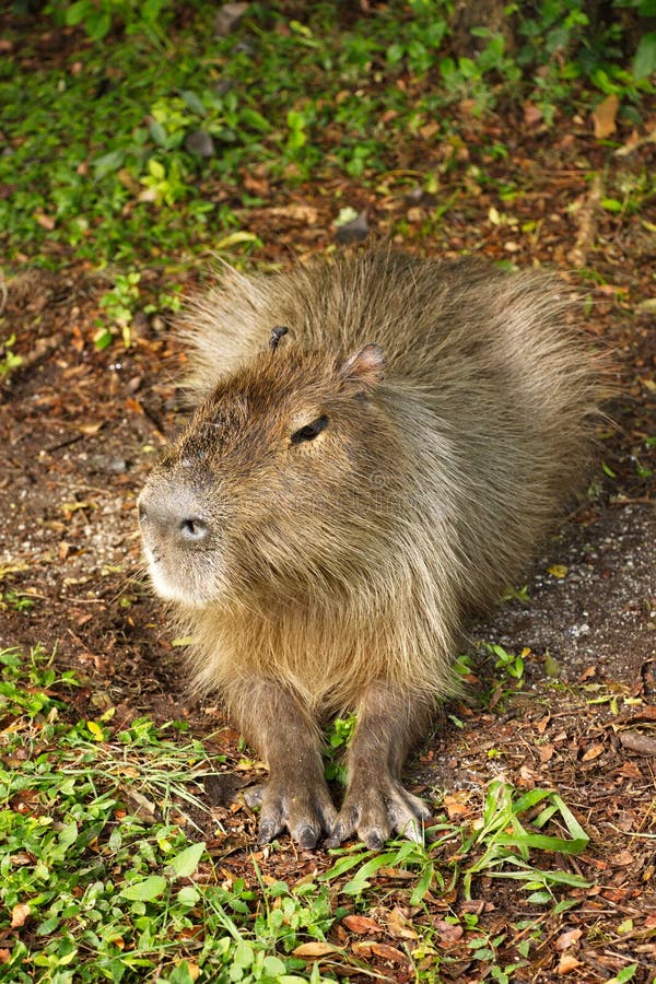 Capybara Im Naturlebensraum Von Nord-pantanal Stockbild - Bild von ...