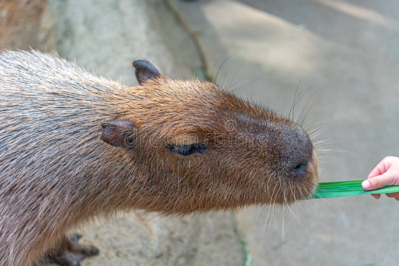 Capybara in Natural Park in Sunny Day Stock Photo - Image of river ...