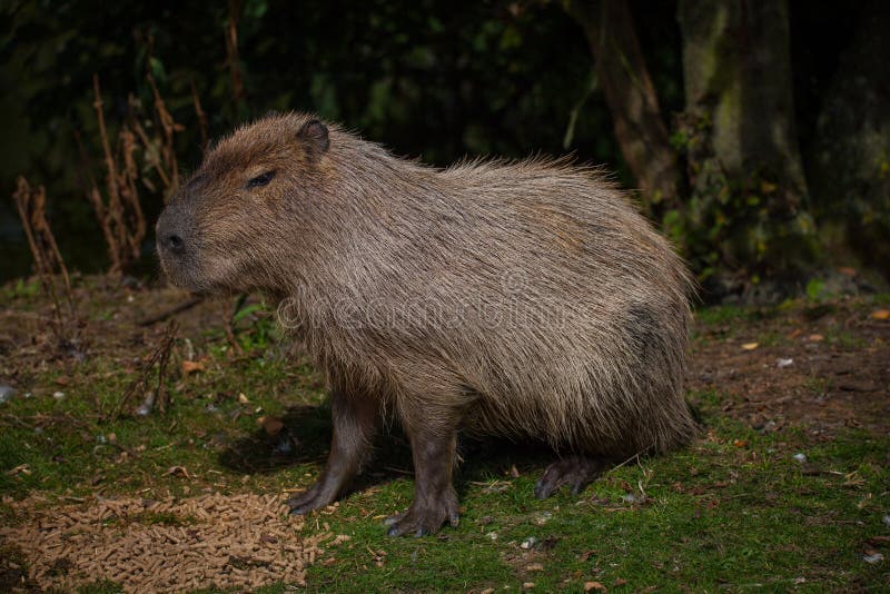 A Capybara by the Side of a River in the Amazon Rainforest Stock Image ...