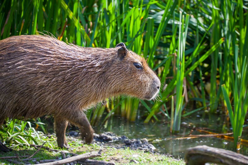 Capybara stock photo. Image of feeding, guinea, capybara - 85334782