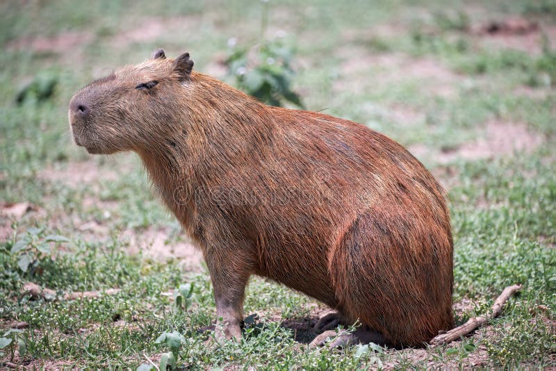 Capybara in Pantanal Brazil 23 Stock Photo - Image of animals, furry ...