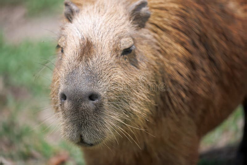 Capybara in Pantanal Brazil 24 Stock Image - Image of furry, river ...