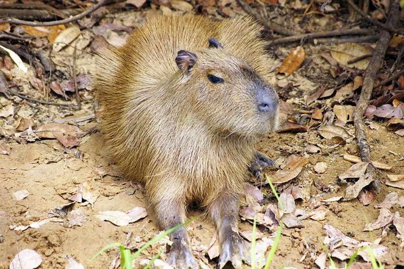 Capybara in the Pantanal - Mato Grosso, Brazil Stock Image - Image of ...