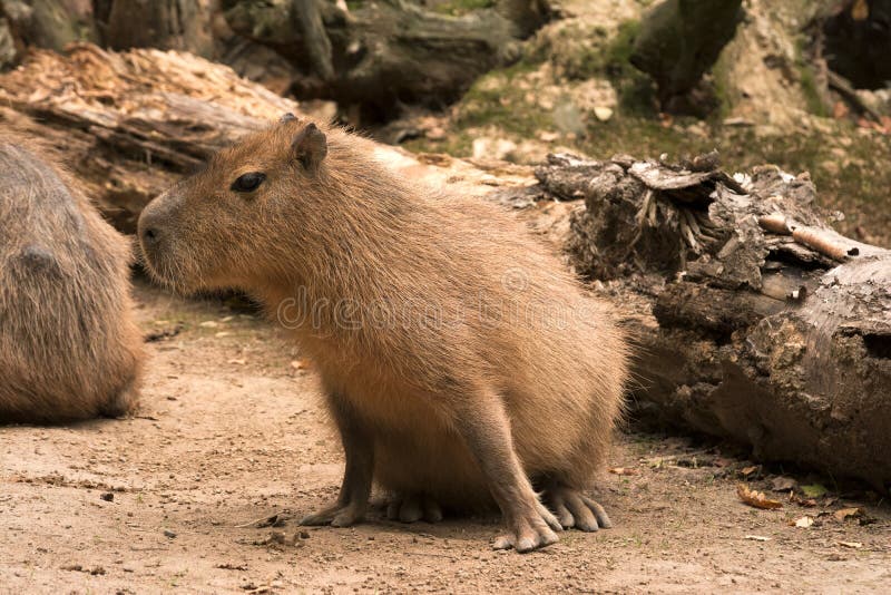 Capybara stock image. Image of rodent, close, hydrochoerus - 44017797