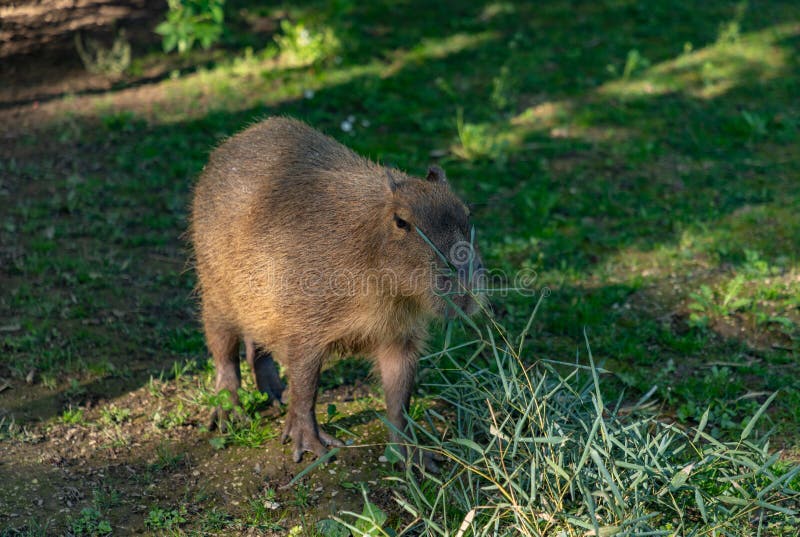 Capybara stock image. Image of mammal, garden, eating - 333705715