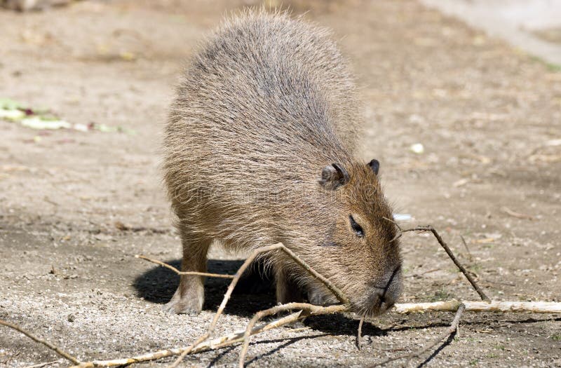Capybara Playing in the Water Show in Thailand Zoo Stock Image - Image ...