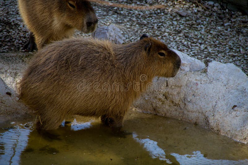 Capybara in a pool stock image. Image of caviidae, adventure - 90073801