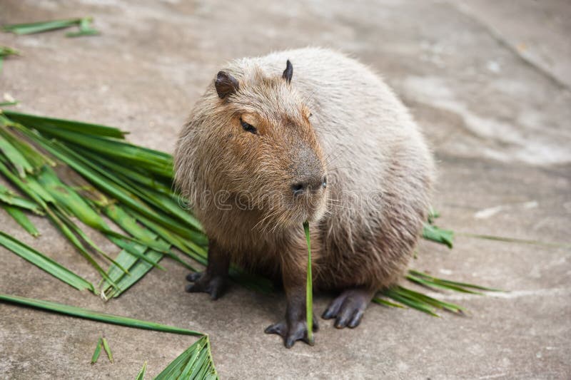 Coypu beaver rodent stock photo. Image of snout, nutria - 5017886