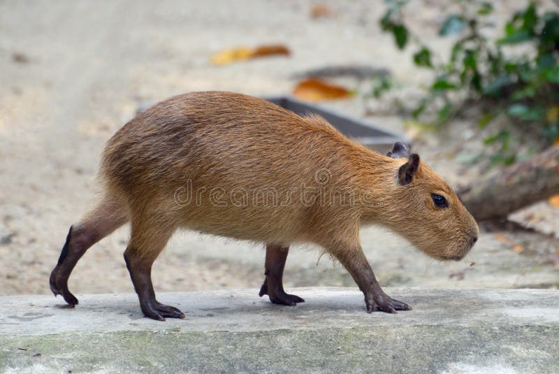 2,588 America Capybara Stock Photos - Free & Royalty-Free Stock Photos ...
