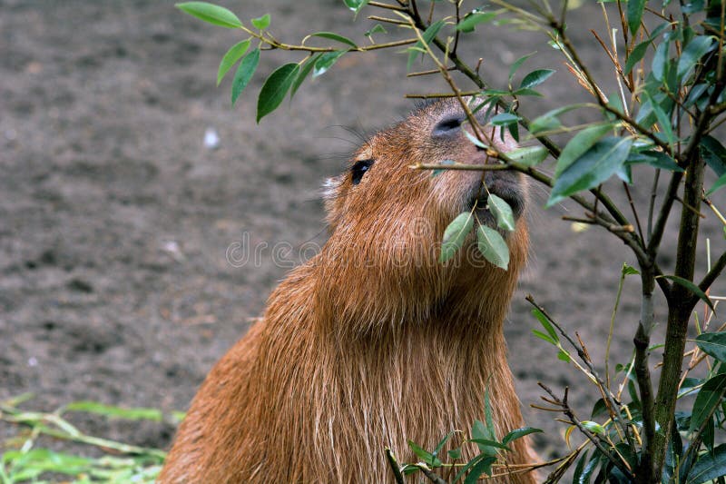 Capybara stock photo. Image of hydrochoeridae, grass - 47333540