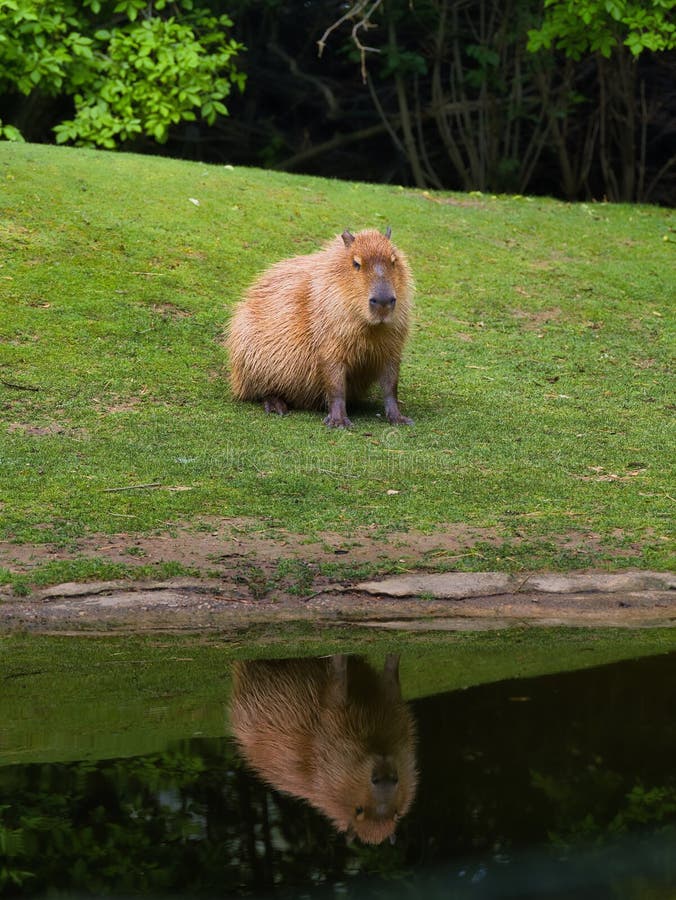 Capybara Portrait and Reflection in the Lake Stock Image - Image of ...