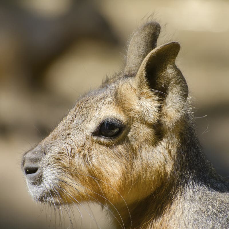 Capybara Portrait on Green Grass Background. Stock Image - Image of ...