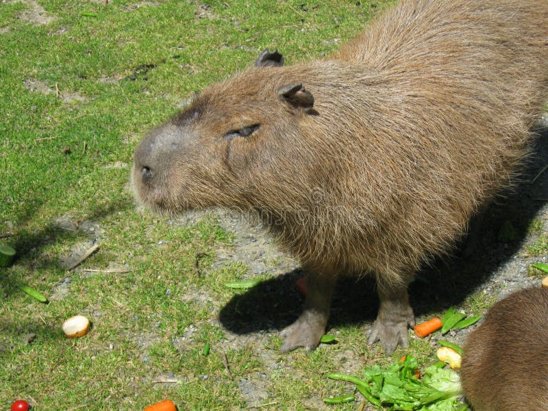 A Capybara Posing on Grass Full Body Native To South America Stock ...