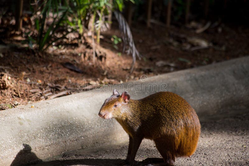 Capybara Puppy. Wild Animal Beaver Stock Image - Image of biodiversity ...