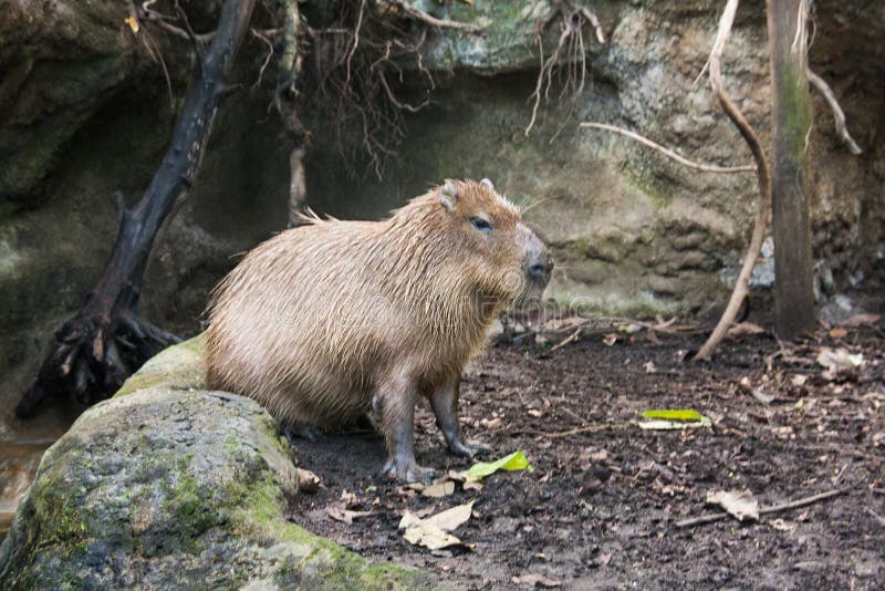 Capybara stock image. Image of cute, colombia, argentina - 146224025