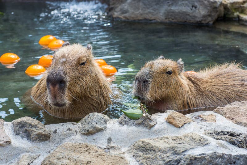 4,622 Capybara Stock Photos - Free & Royalty-Free Stock Photos from ...