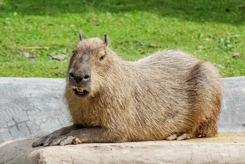 Capybara stock image. Image of america, capibara, capybara - 45675957