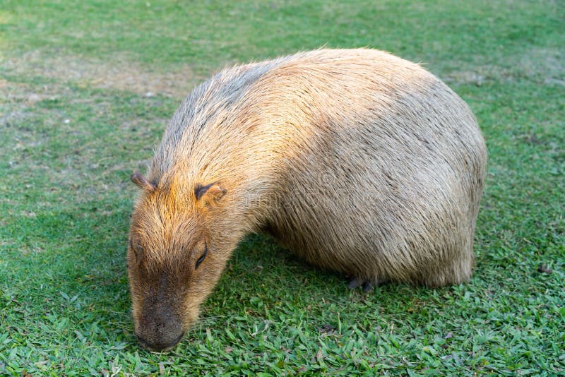 Male Capibara Stock Photos - Free & Royalty-Free Stock Photos from ...