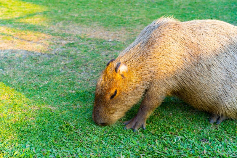 Capybara is Relaxing in the Grass Stock Photo - Image of natural ...