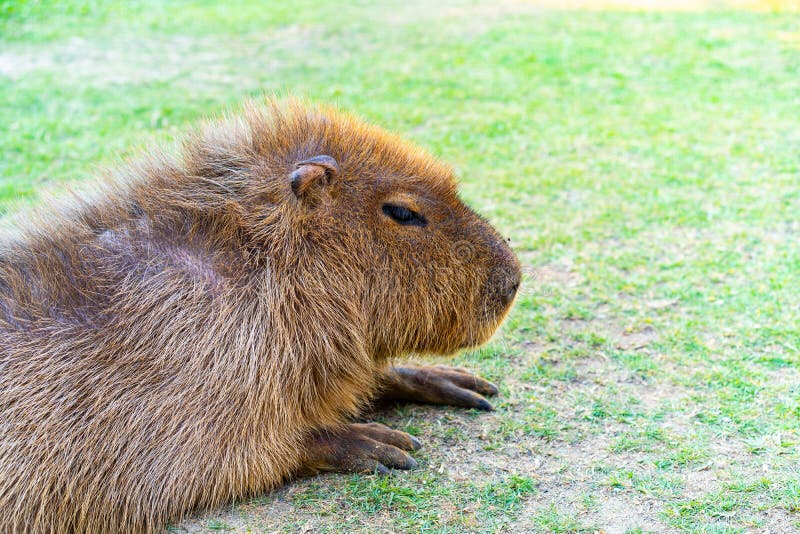 Capybara Relaxing stock image. Image of animal, caviidae - 44900511