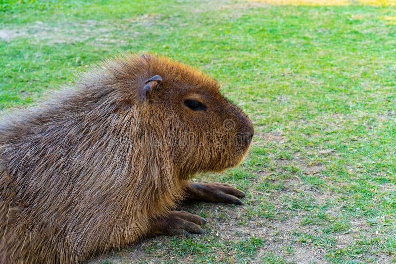 Capybara is Relaxing in the Grass Stock Image - Image of grass ...