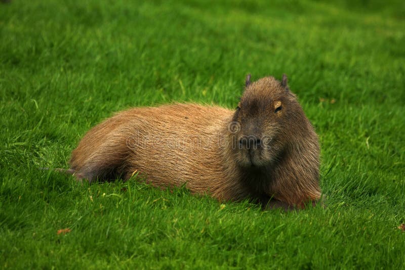 Capybara Relaxing stock image. Image of animal, caviidae - 44900511
