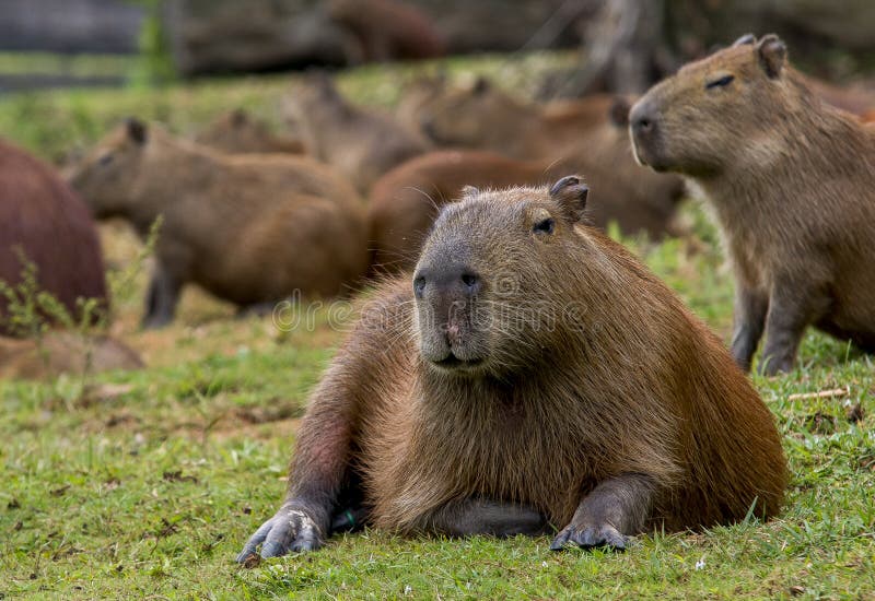 Capybara relaxing stock image. Image of excursion, green - 49972465