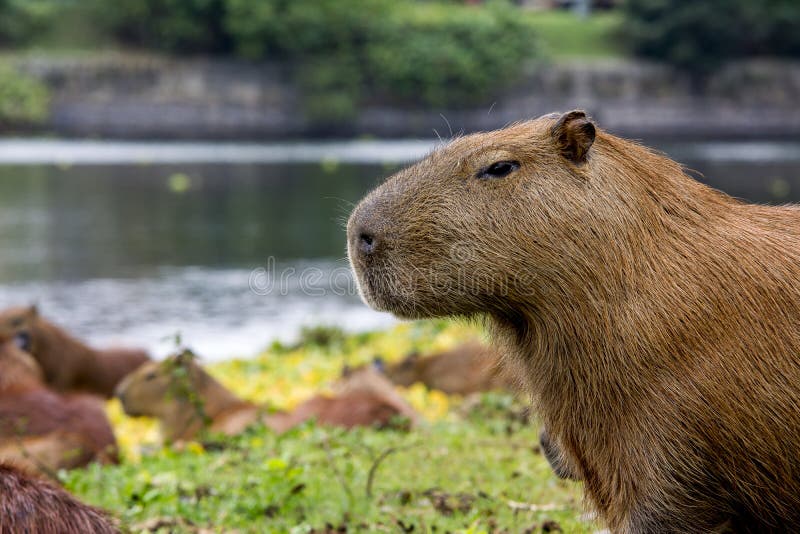 Capybara relaxing stock image. Image of furry, america - 49973709