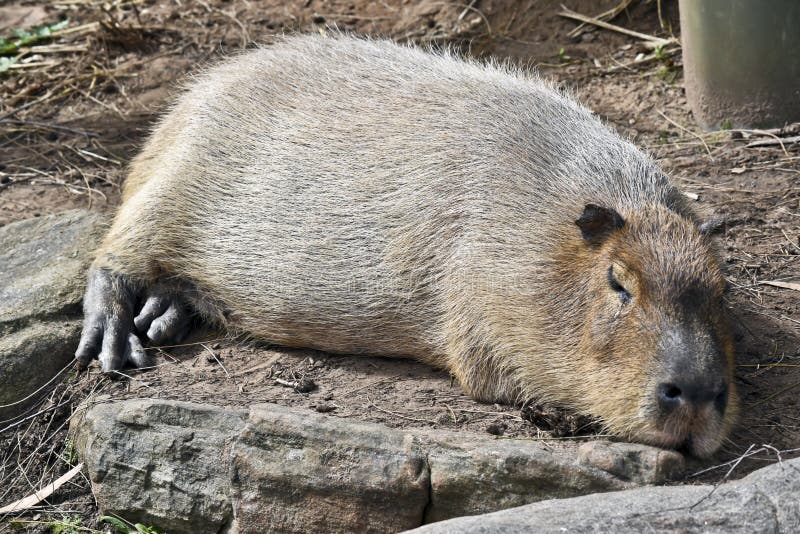 Resting Capybara With Cattle Tyrant On Back Stock Photo - Image of ...