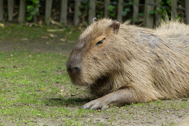 Capybara cub stock image. Image of little, animal, america - 25837225