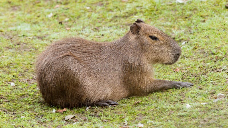 Capybara stock photo. Image of ears, rodent, largest, pest - 423496