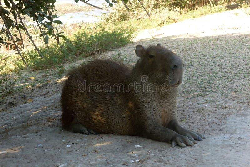Capybara stock image. Image of rodent, biggest, hato - 47310153