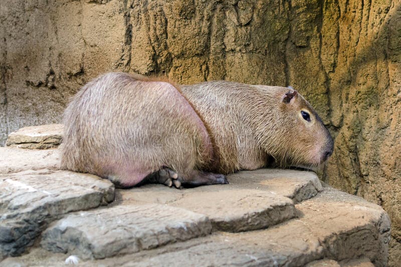 Capybara stock image. Image of park, rodent, rock, metro - 32973189