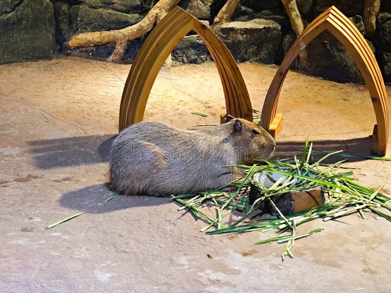 Capybara Resting in a Zoo Enclosure with Natural Stone Background Stock ...