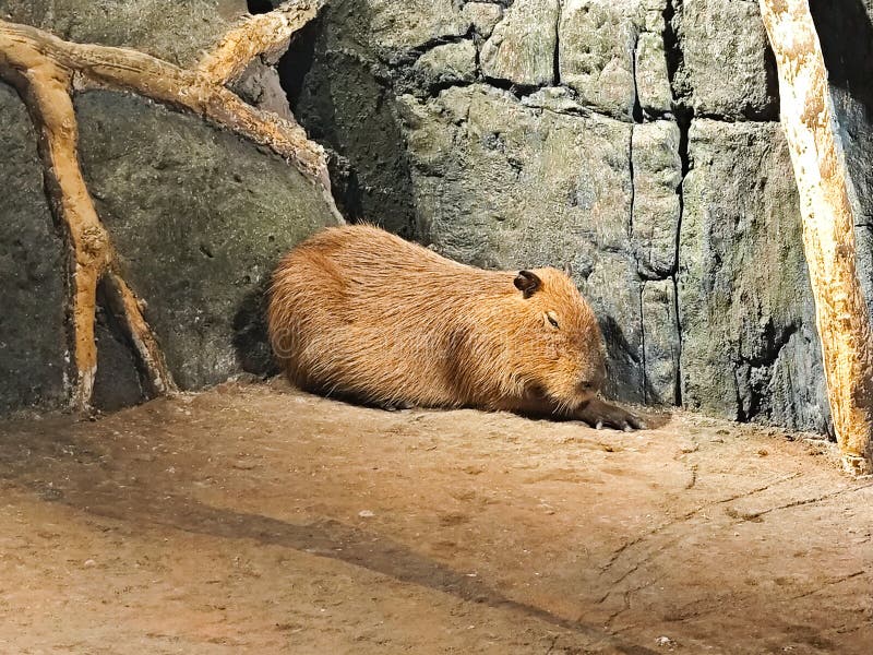 Capybara Resting in a Zoo Enclosure with Natural Stone Background Stock ...